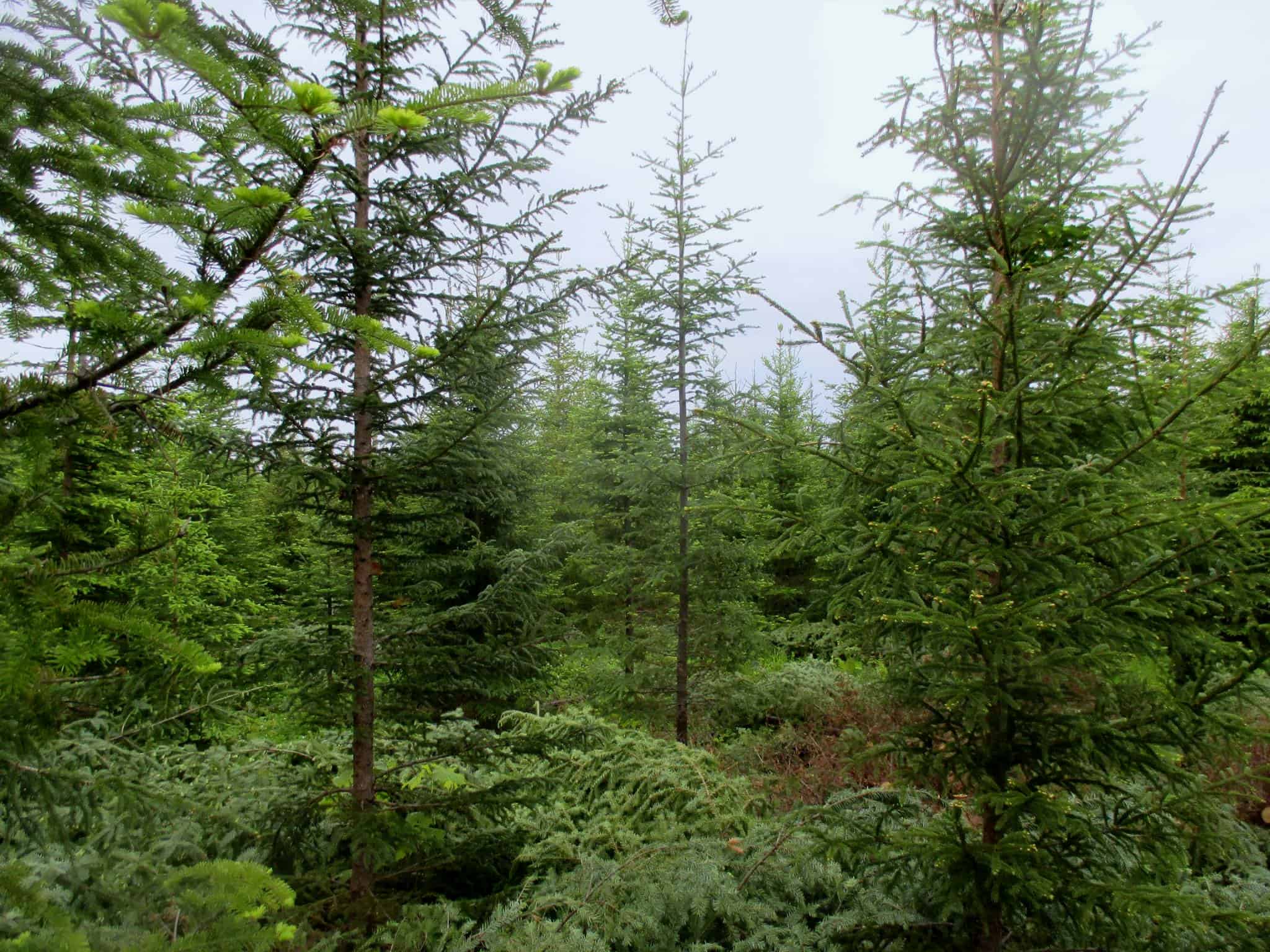 What is Pre-Commercial Thinning (PCT)? - The Timberland Investor