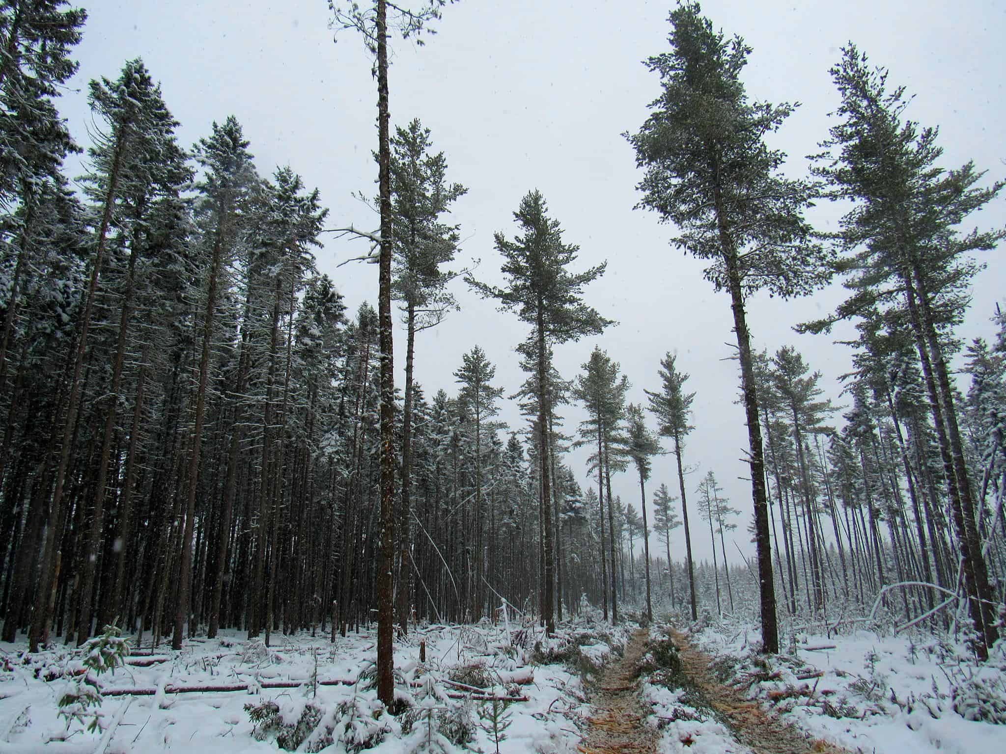 What Does a Forester Do?