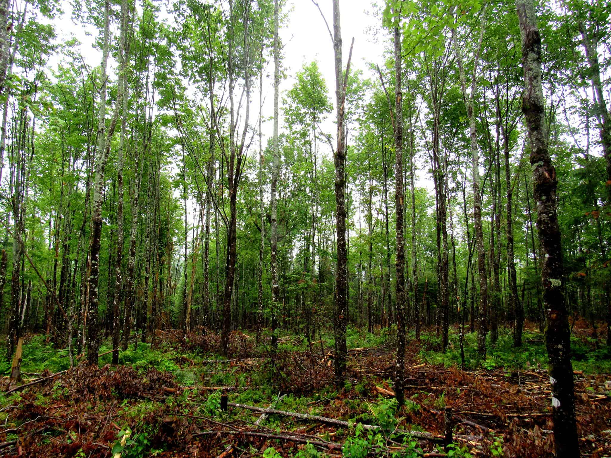 What Is a Woodlot?