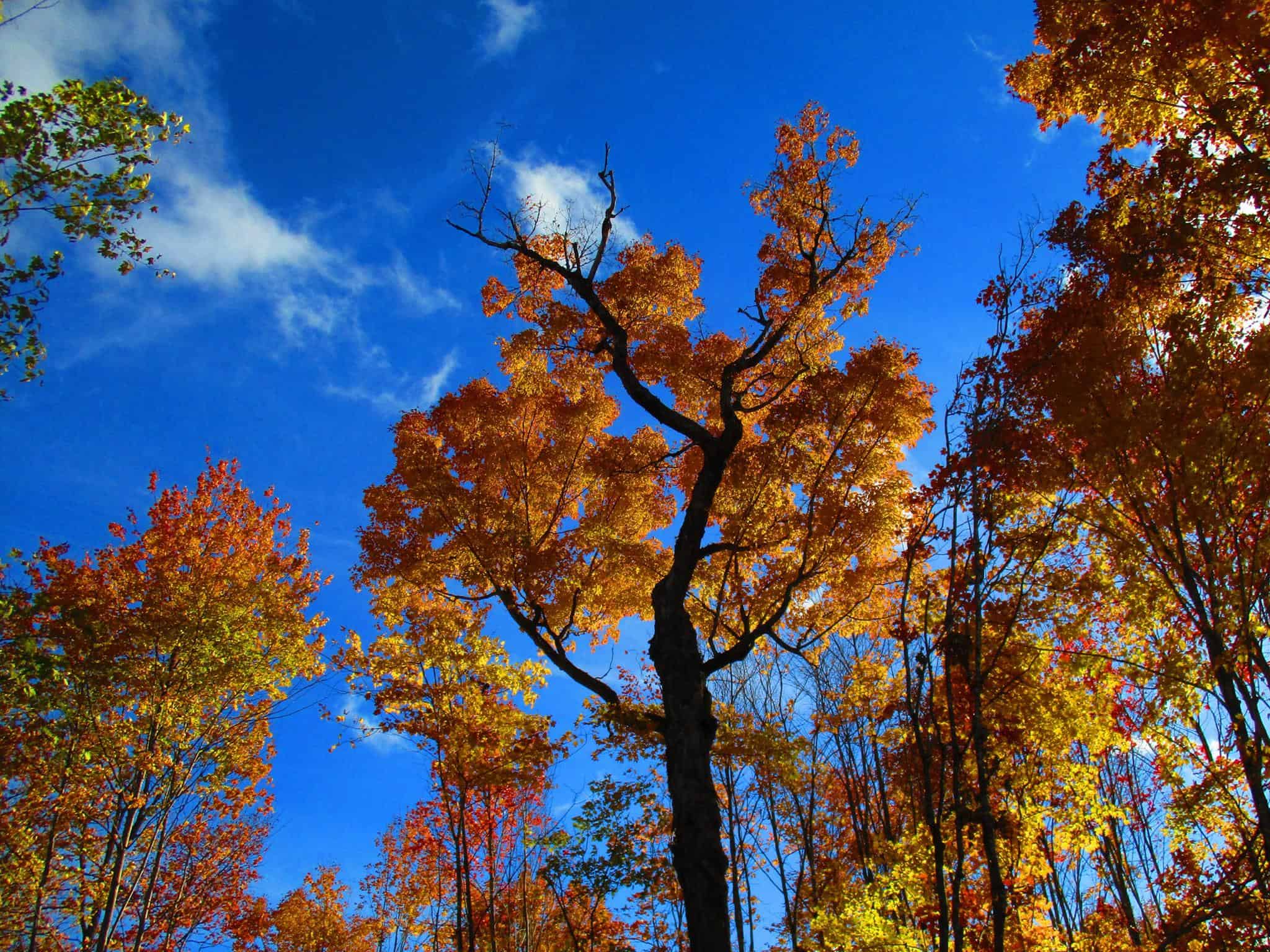 How Many Cords of Wood Are in a Tree? - The Timberland Investor