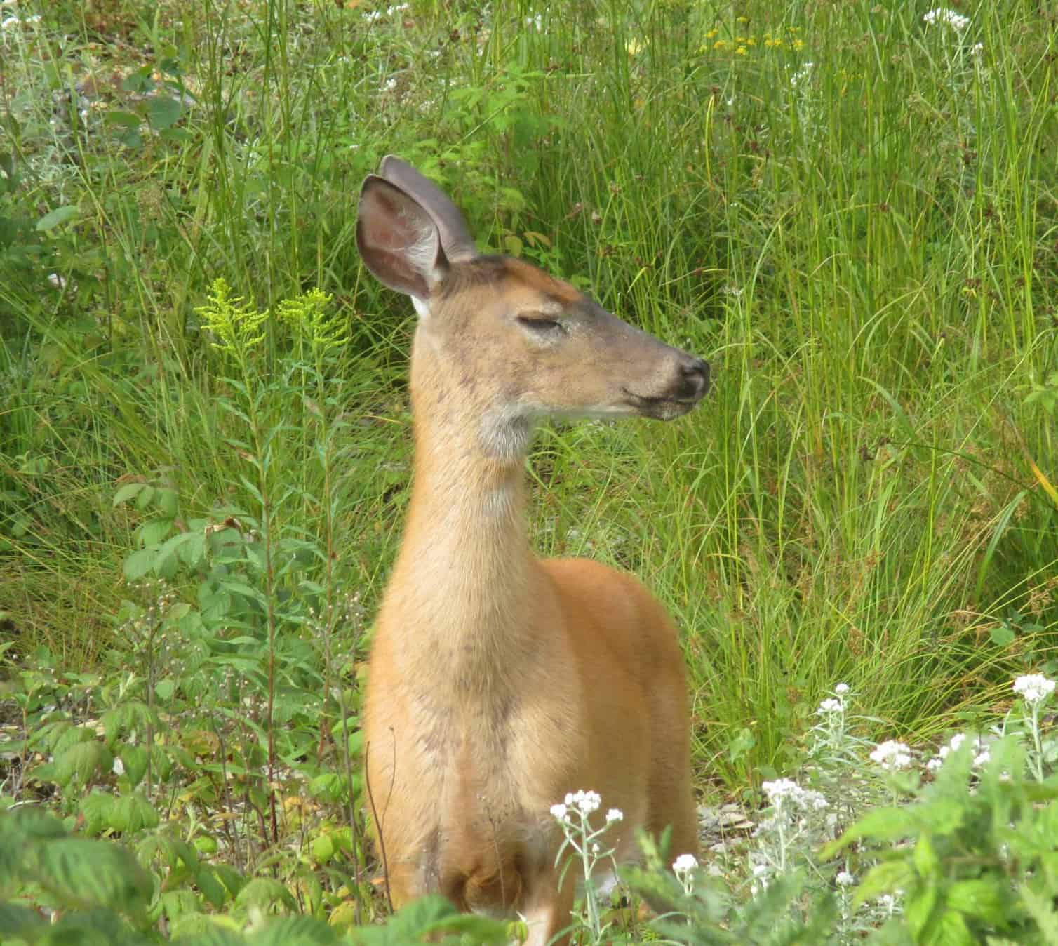 Feller Bunchers Vs. Harvesters: A Comparison
