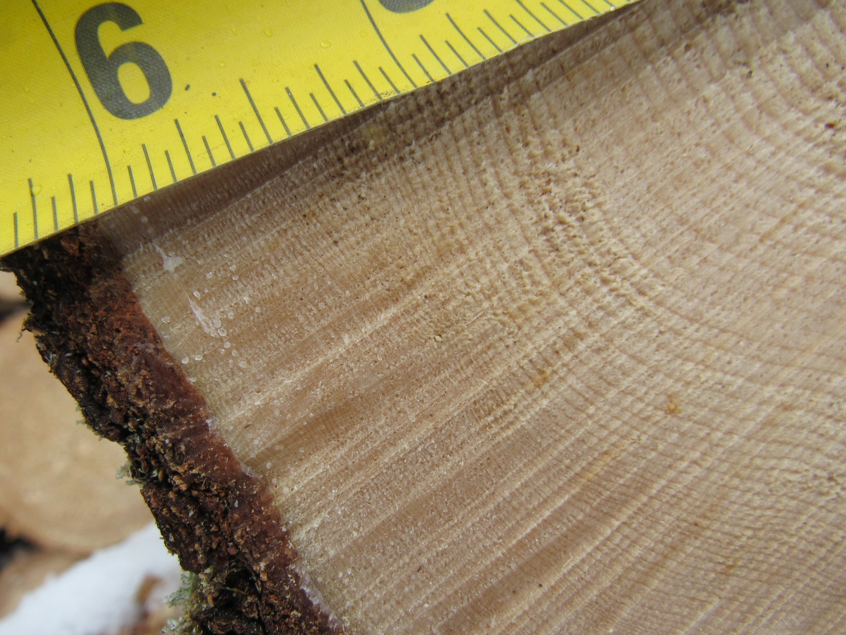 Chainsaw Felling Dogs/Bucking Spikes: Are They Necessary?