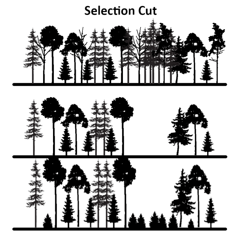 How Often Can You Harvest Timber?