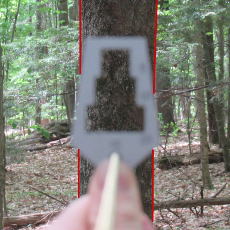 How to Measure Basal Area Per Acre