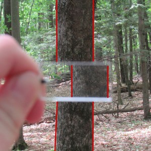 How to Measure Basal Area Per Acre