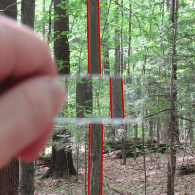 How to Measure Basal Area Per Acre