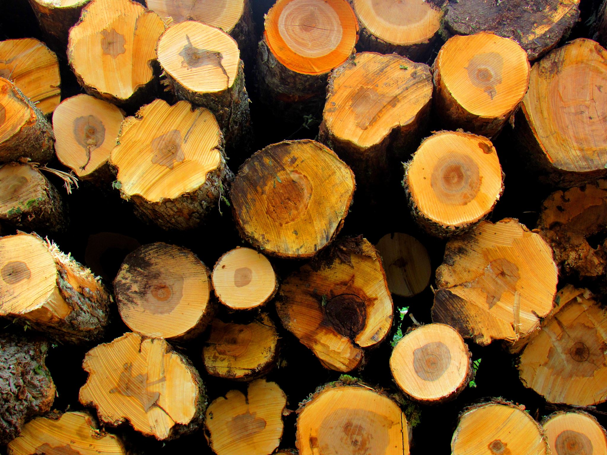 How to Get Logs for Your Sawmill - The Timberland Investor