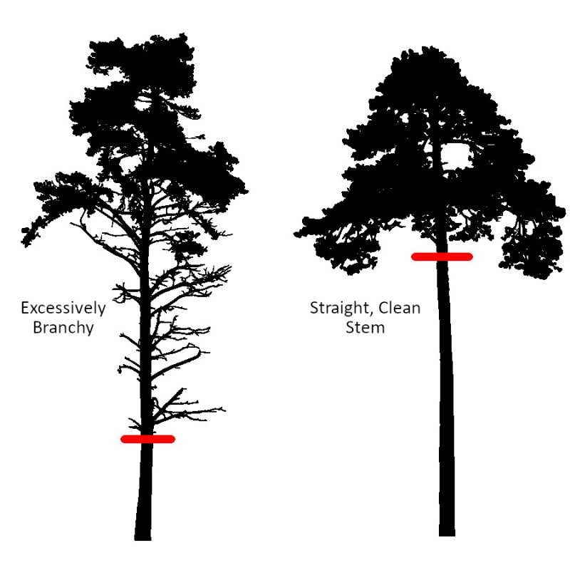 How to Measure the Board Feet of a Tree