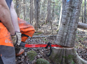 How to Fell a Hung-Up Tree (Four Methods)