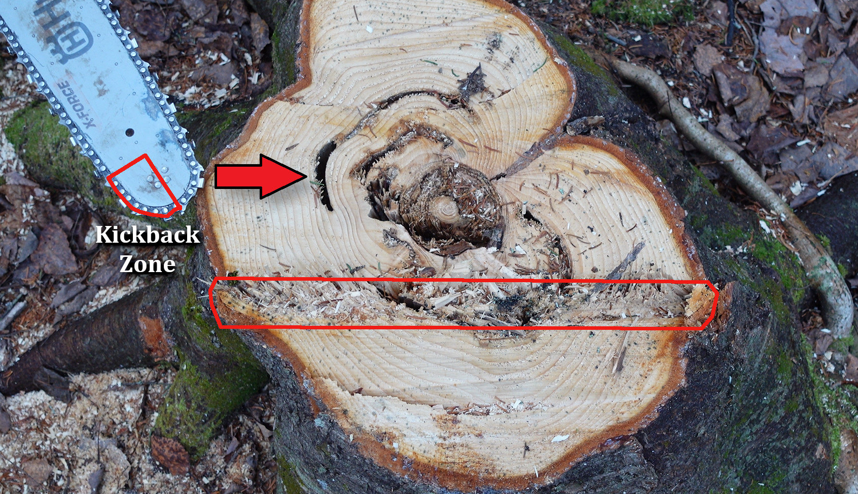 How to Bore Cut a Tree In 5 Easy Steps