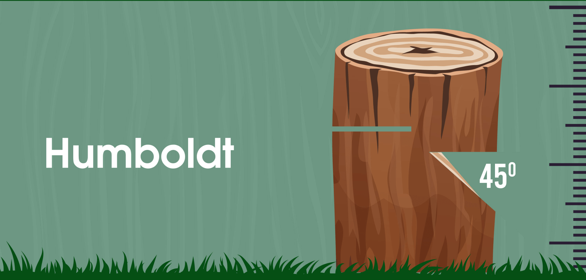 The Different Types of Notches Used in Tree Felling