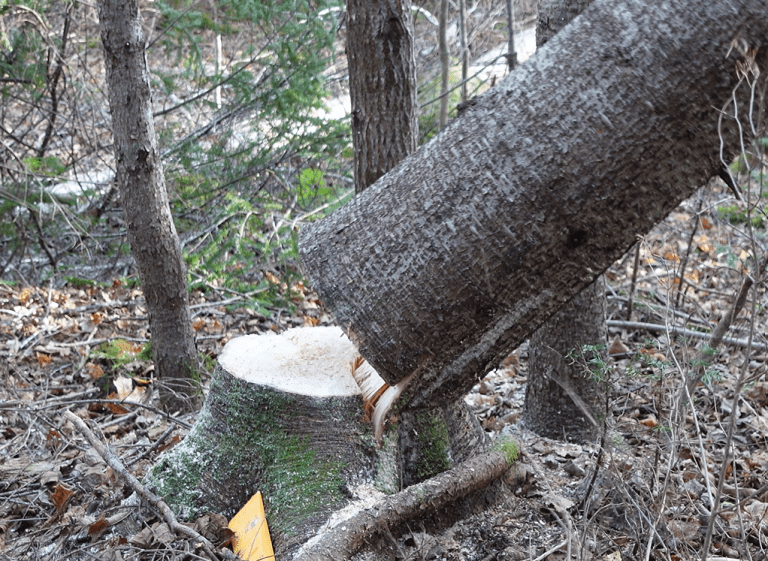 The Different Types of Notches Used in Tree Felling