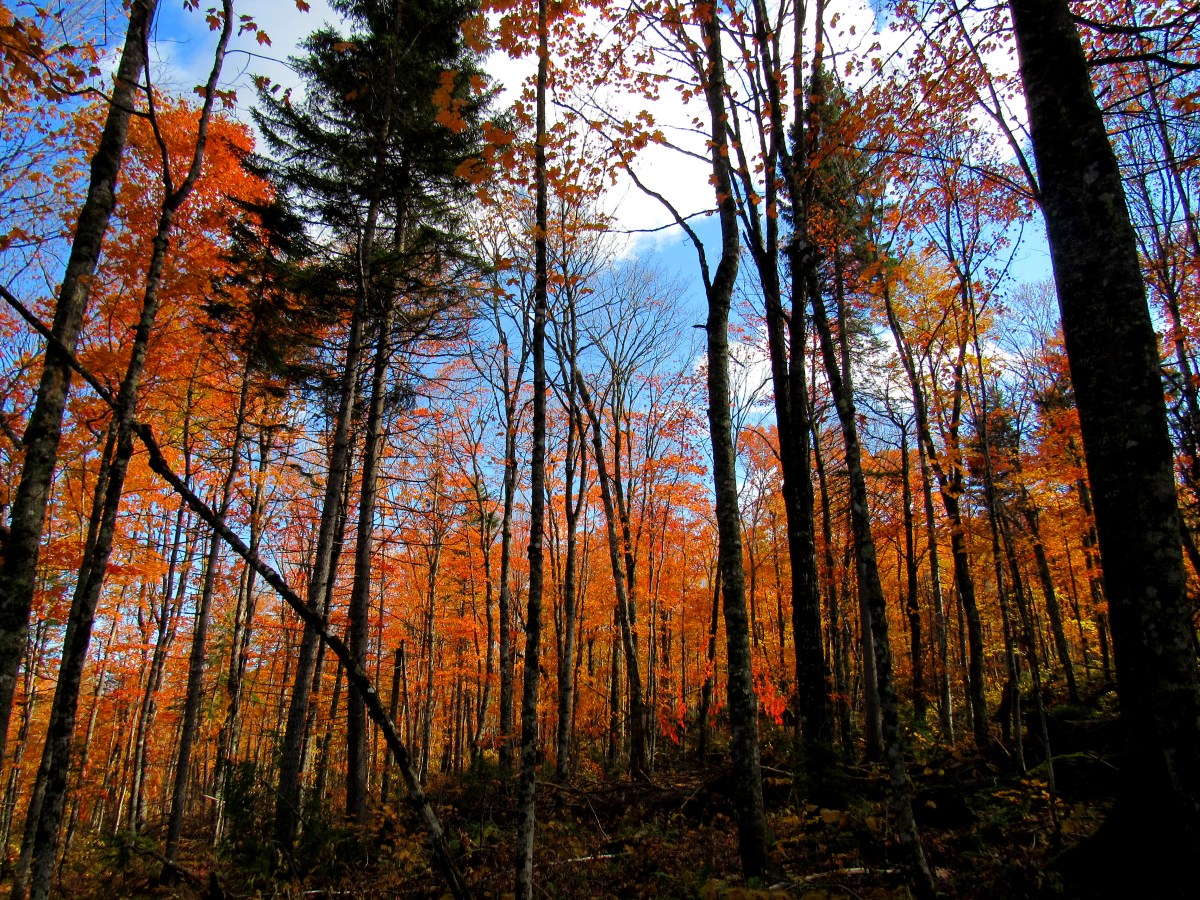 Selective vs Selection Cutting: Mind the Difference