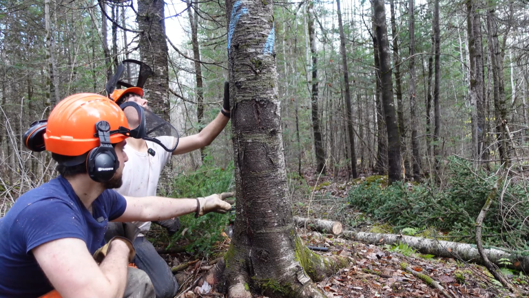 Enroll in Our Tree Felling Course!