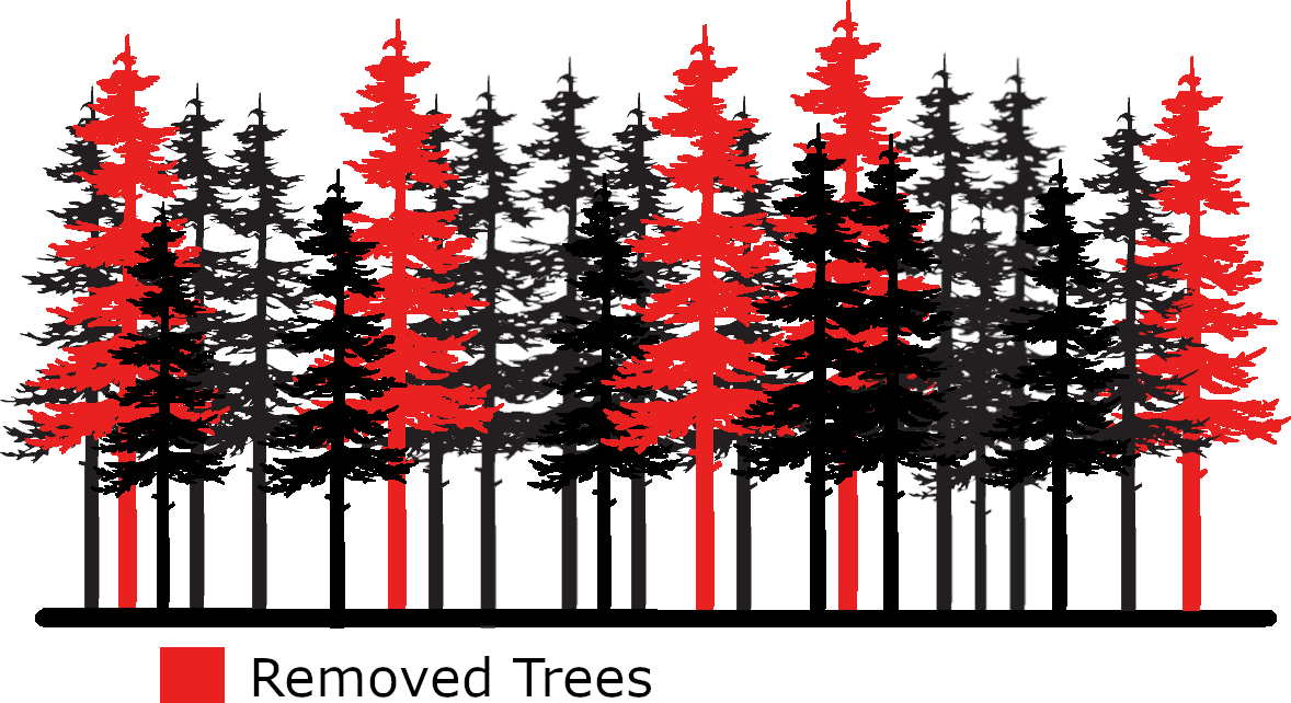 The Ultimate Guide to Thinning Your Forest