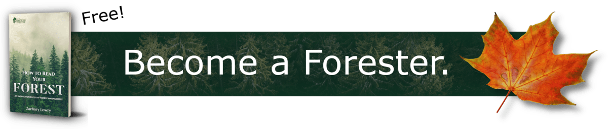 Starting a Small Scale Logging Business: Can It Work?