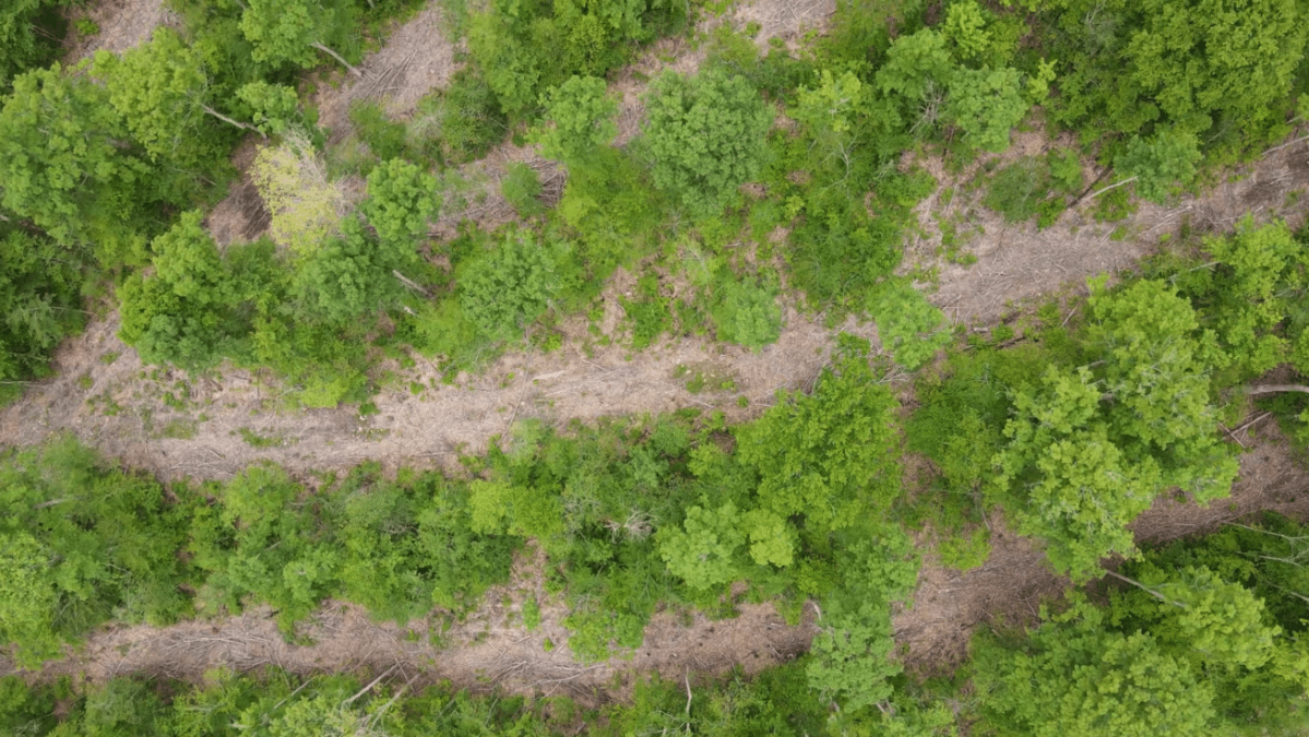 The Different Types of Notches Used in Tree Felling