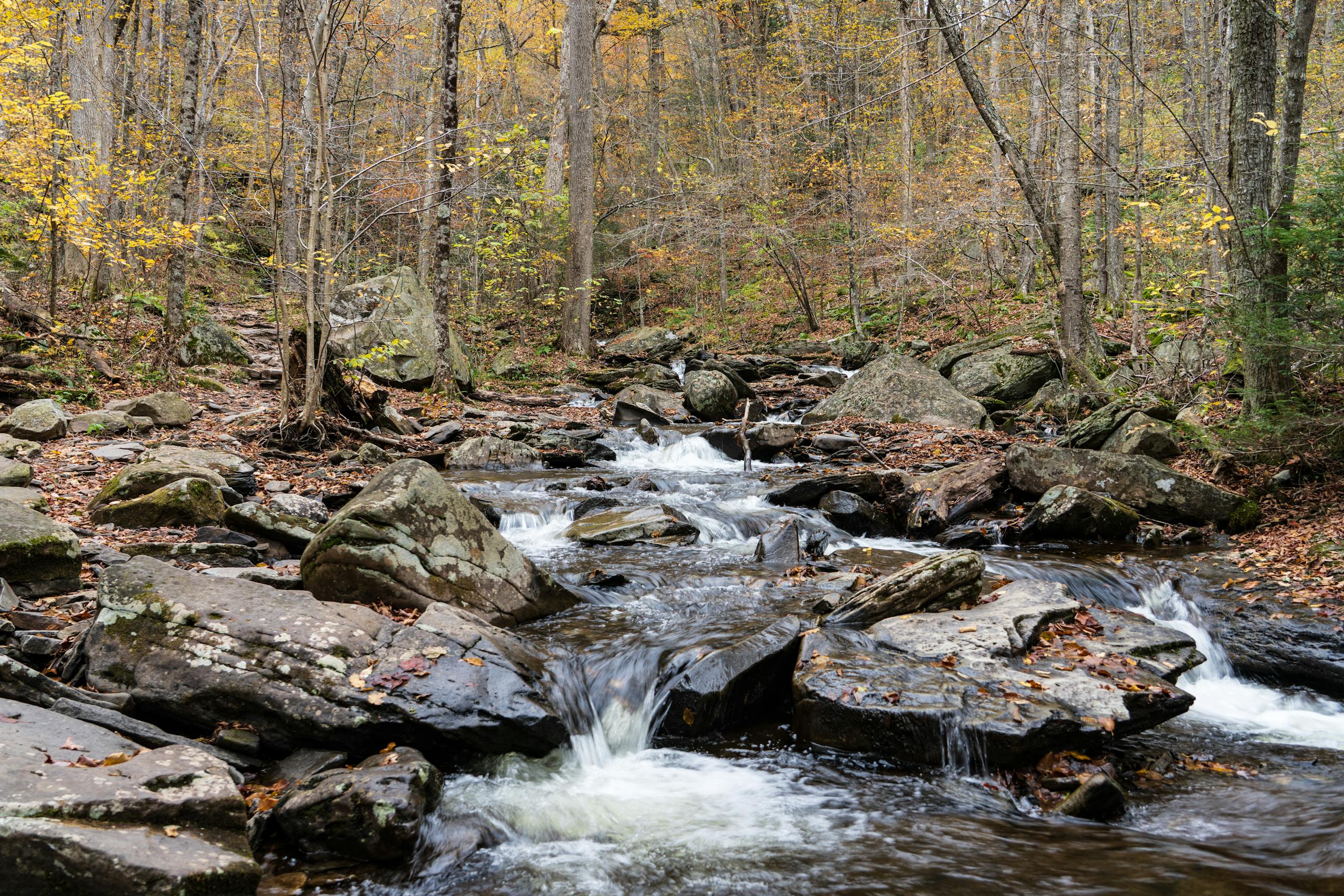 Pennsylvania Timber Prices Q4 2025 - The Timberland Investor