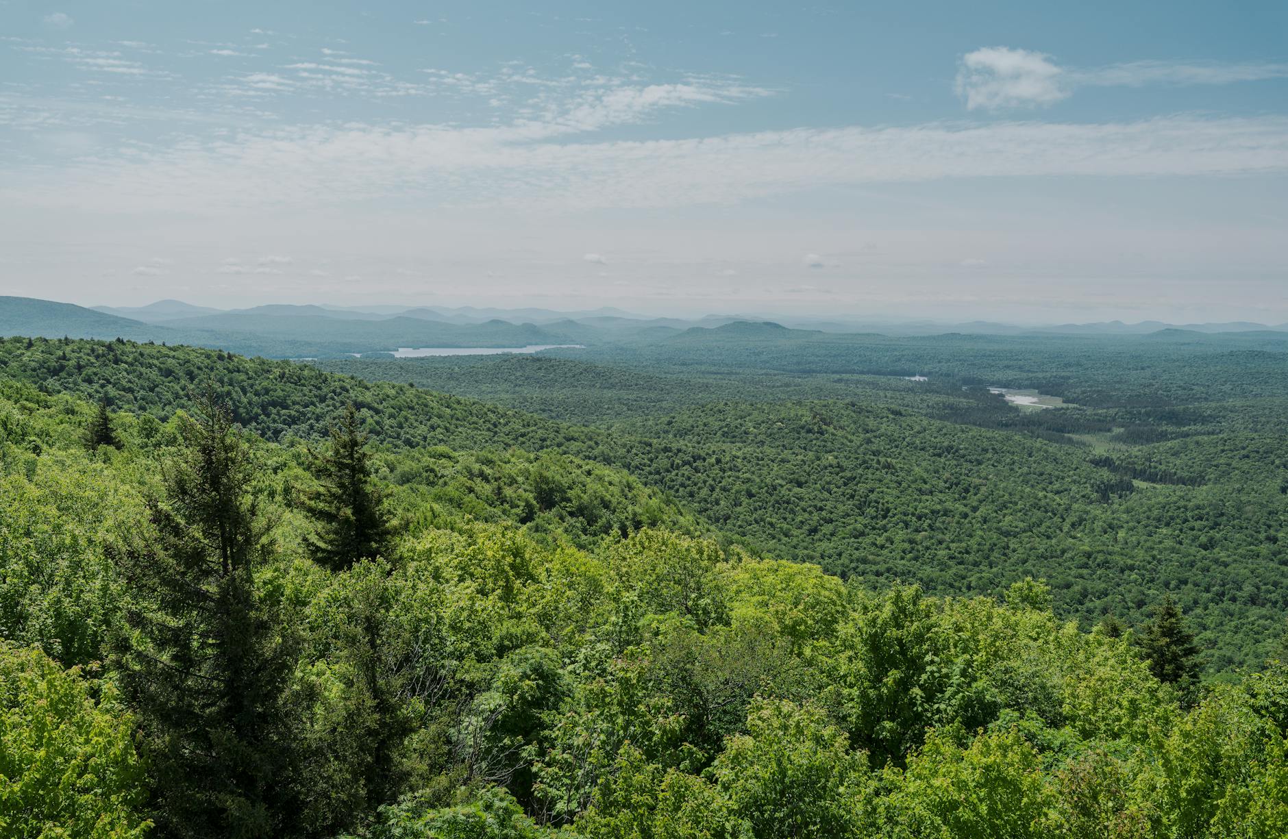New York Timber Prices Q4 2025 - The Timberland Investor